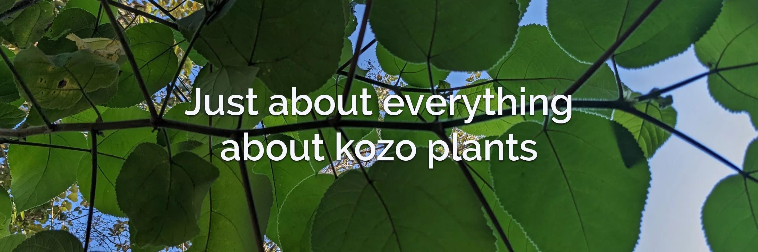 Casi todo sobre las plantas de kozo – Kozo Studio